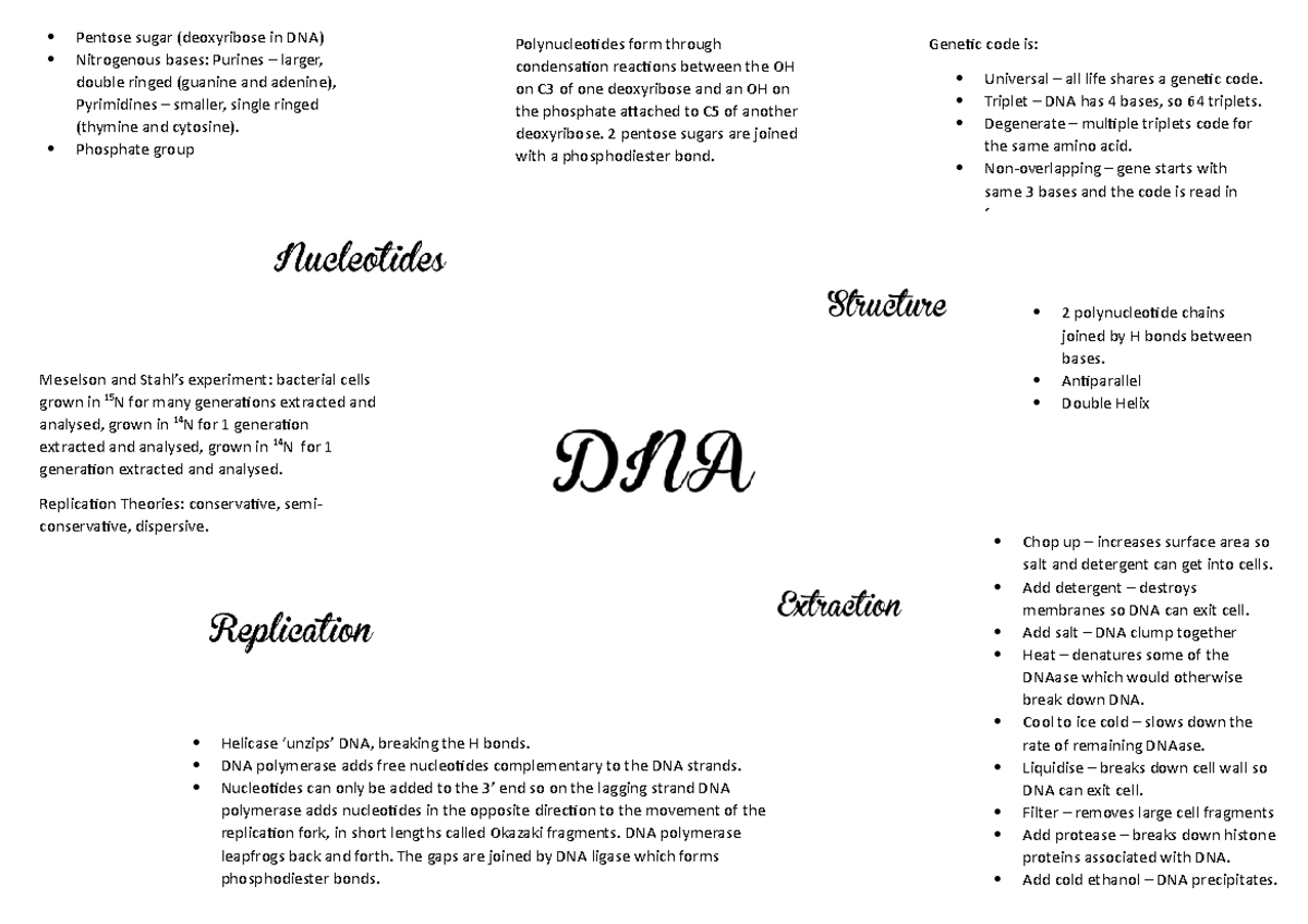 DNA Summary Mindmap: Key Concepts and Replication Theories - Studocu