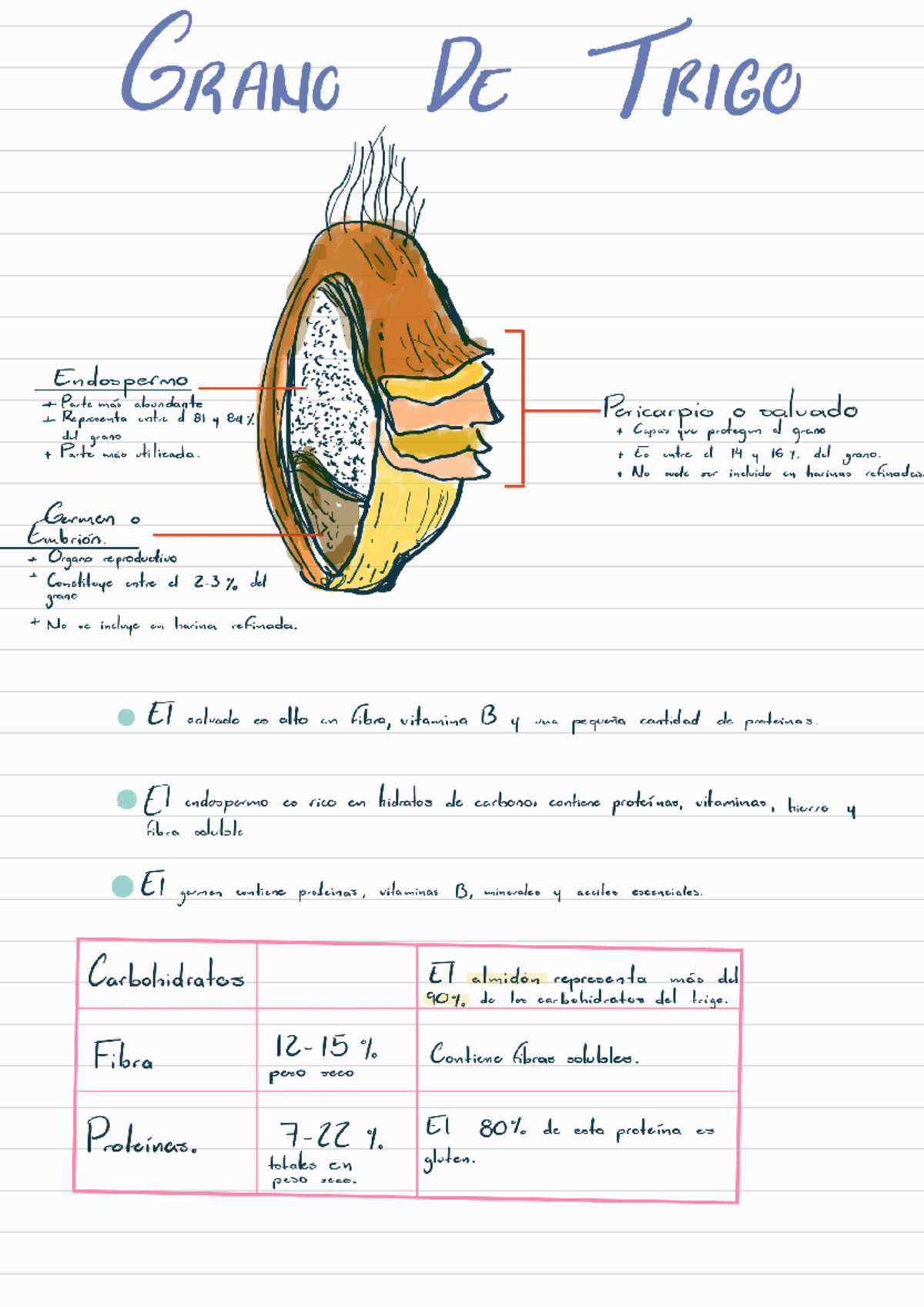 Esquema trigo y huevo - GRANC DE TRIGO Endoopermo Parte mas abundante ...