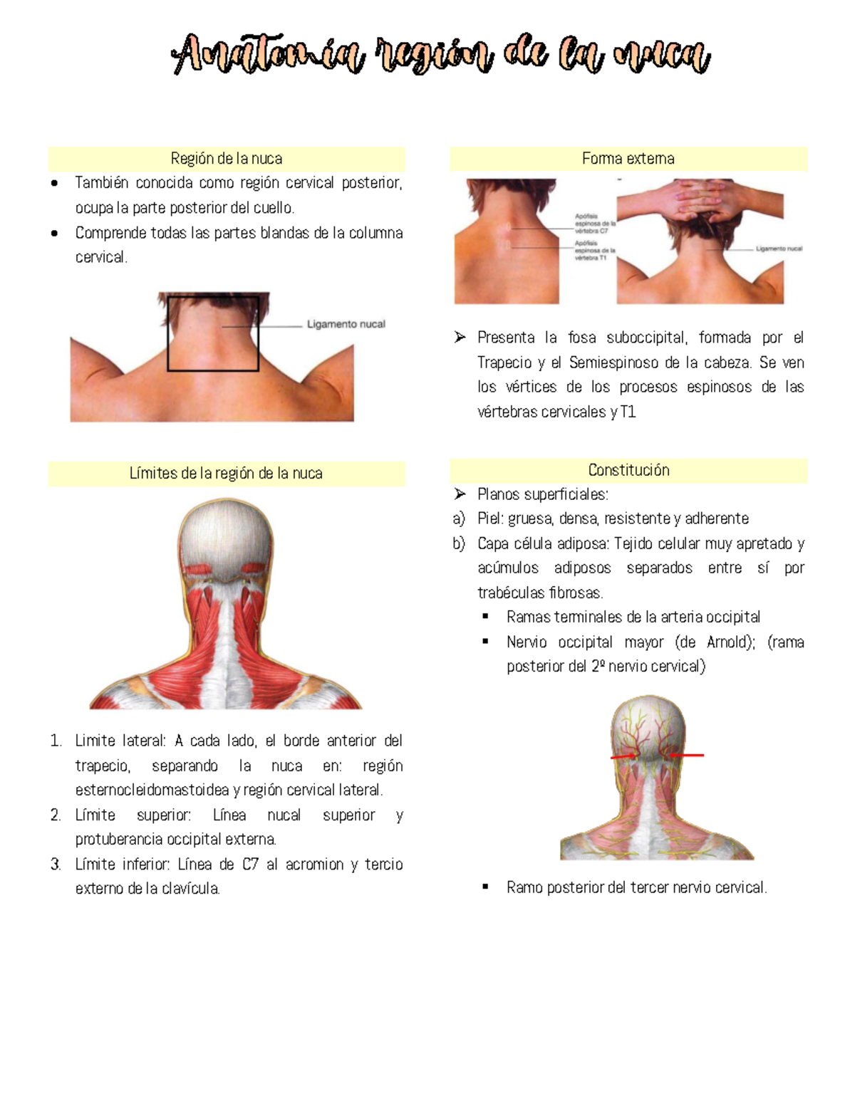 Anatomía De Las Regiones De La Cabeza Regiones Corporales Resumen