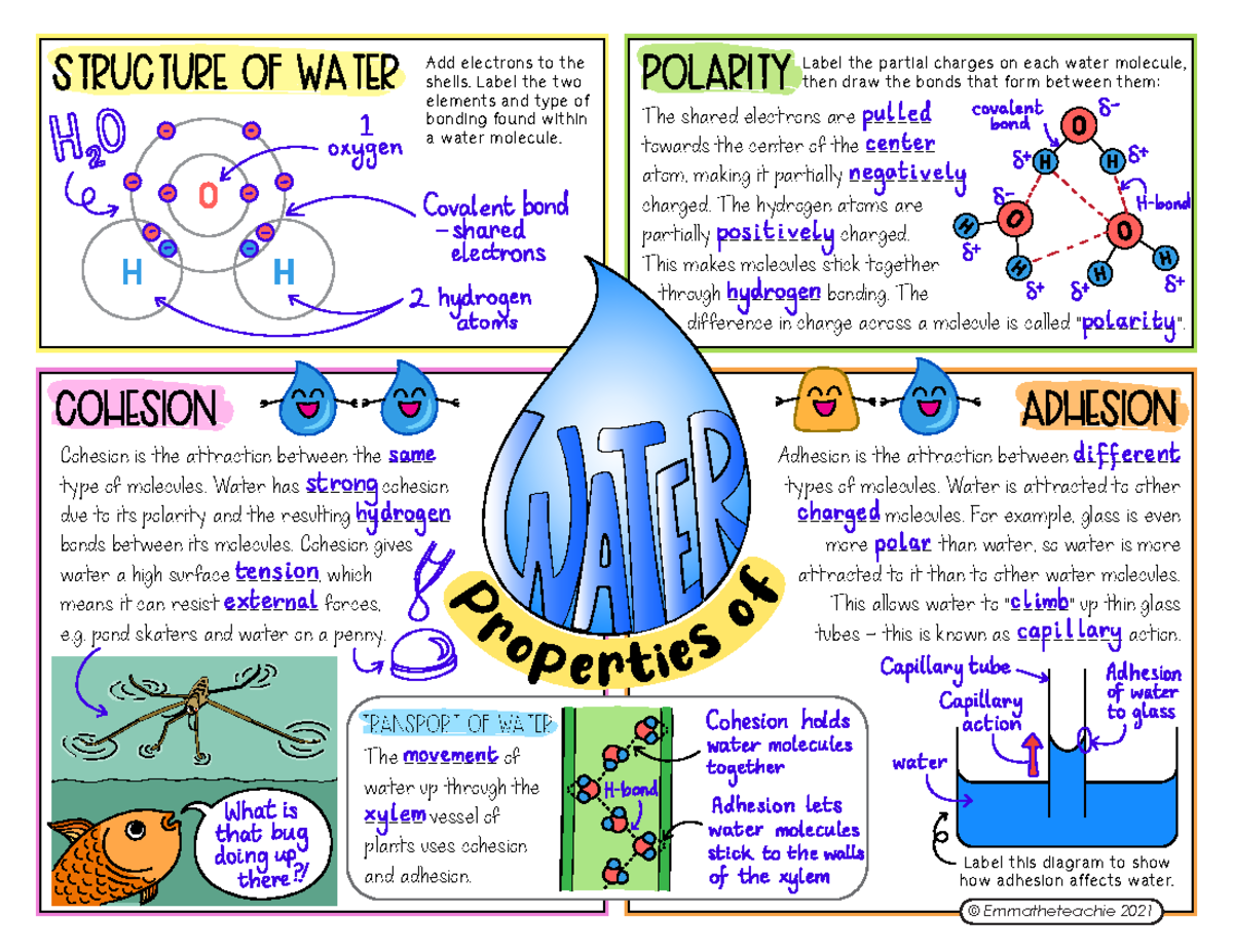Properties of Water (08) - Structure, Polarity, Cohesion & Adhesion ...