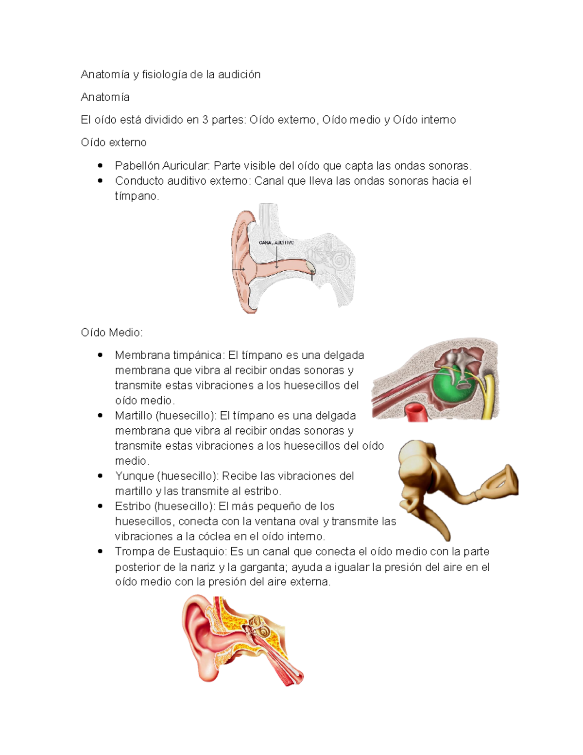 Anatomía y fisiología de la audición corto - Anatomía y fisiología de ...