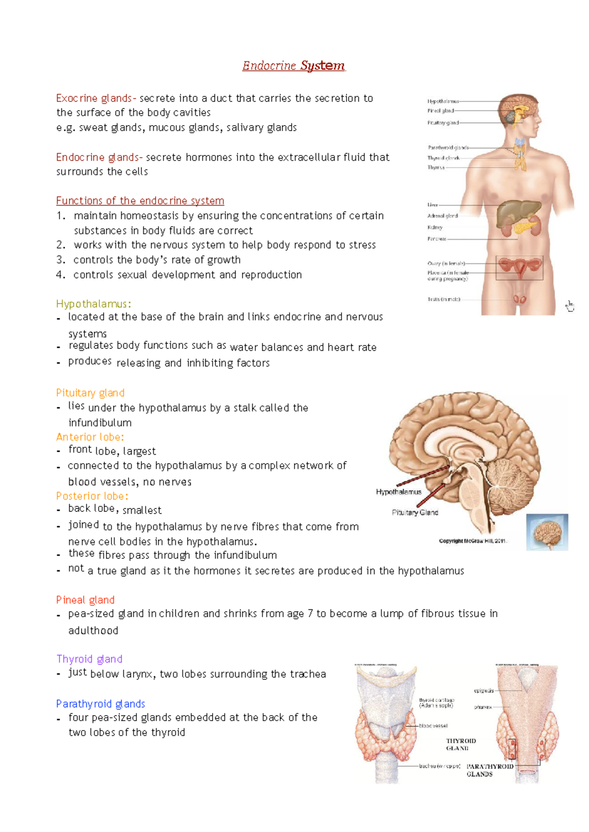 Endocrine System Notes: Functions, Glands, and Hormones Overview - Studocu