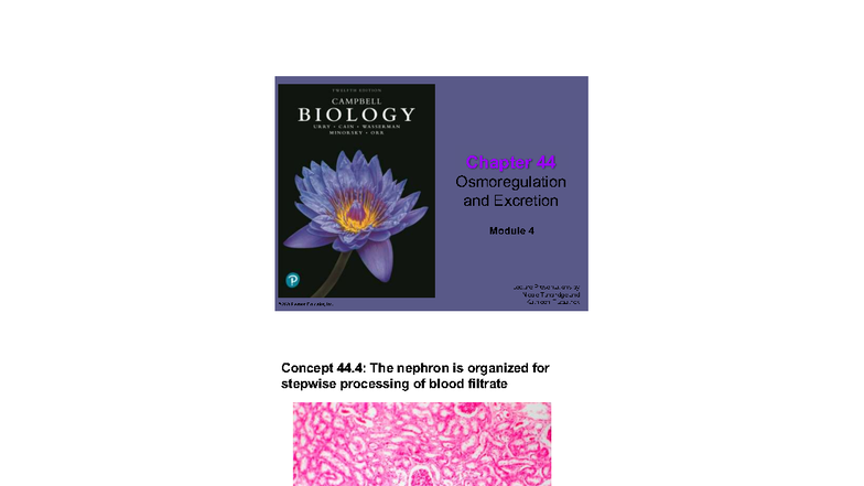 Lecture Presentation 44 FA25: Osmoregulation & Excretion Insights - Studocu