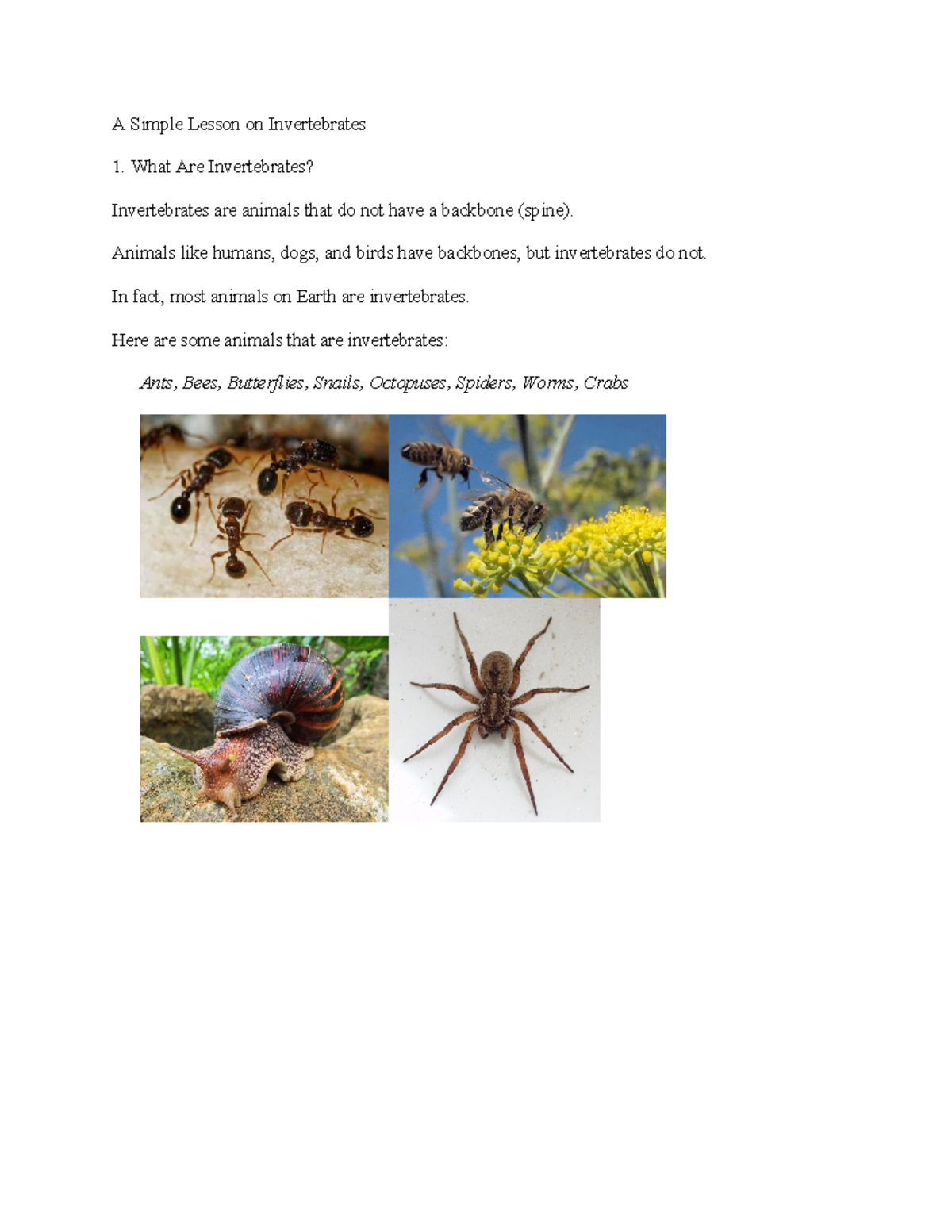 Invertebrates 101: A Simple Lesson on Their Importance and Types - Studocu