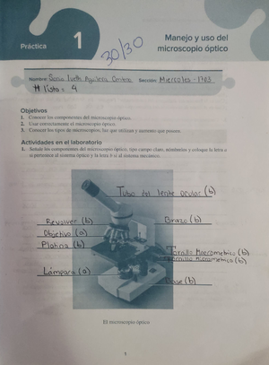 Aparto reproductor masculino - ESPERMATOGÉNESIS Proceso: - Las ...