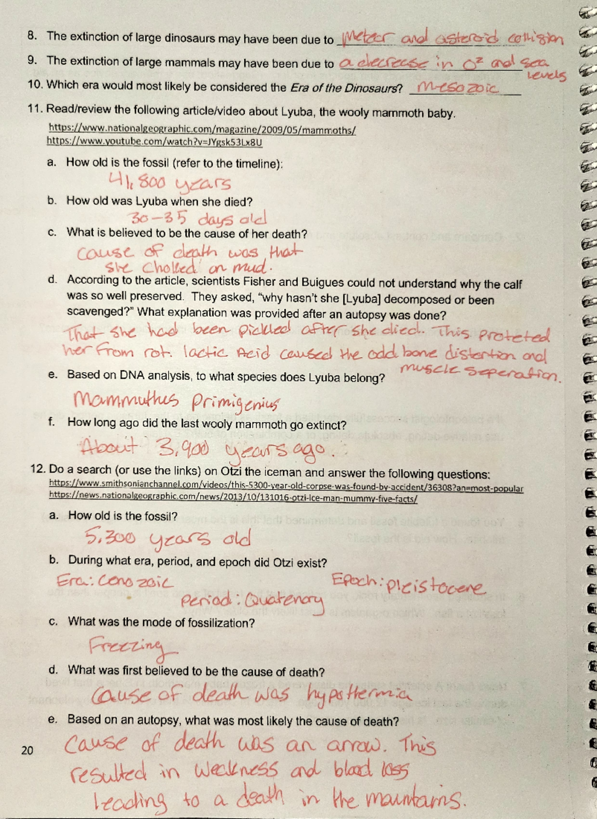 Post lab fossil questions - 8. The extinction of large dinosaurs may ...