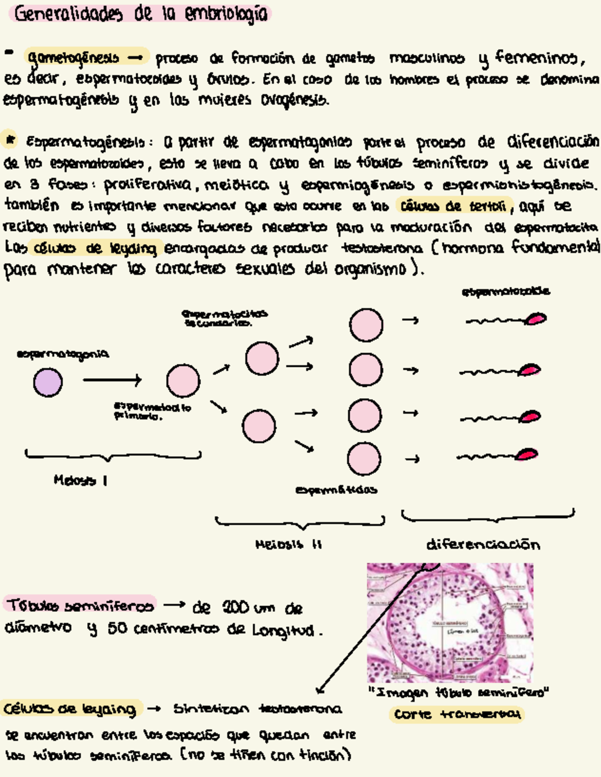 Embriología 240630: Esenciales de la Gametogénesis y Espermatogénesis - Studocu