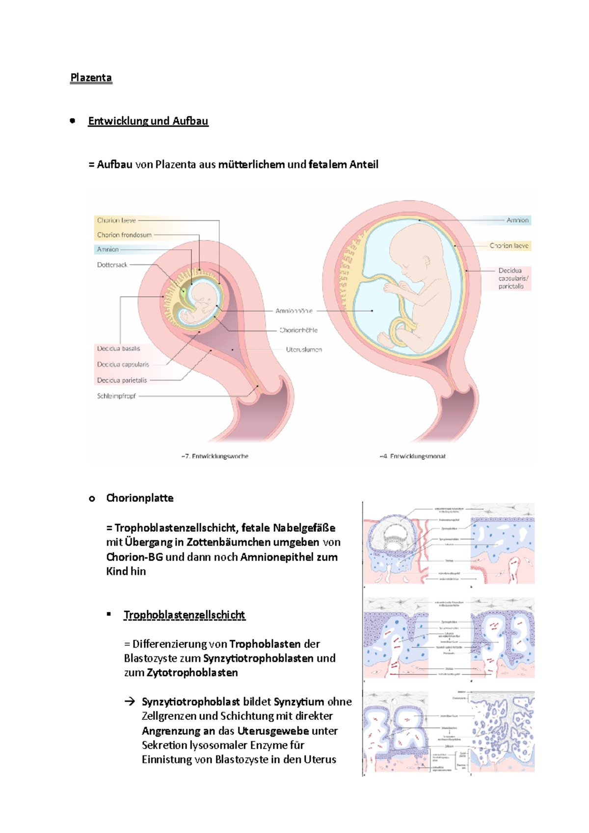 Plazenta - Kurzlehrbuch zur Embryologie und Entwicklung - Studocu