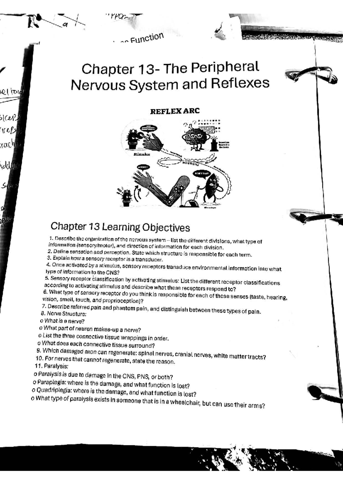 Chapter 13 - The Peripheral Nervous System and Reflexes - Studocu
