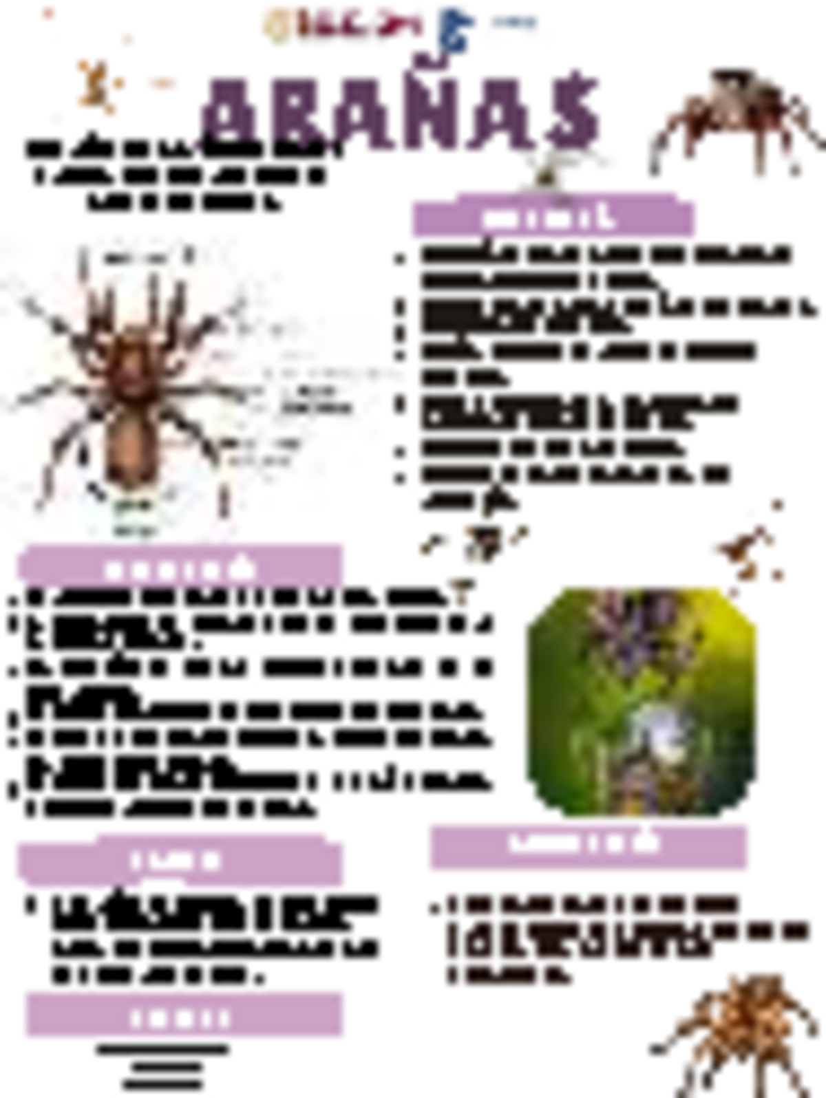 Infografía sobre la morfología y reproducción de las arañas - Studocu
