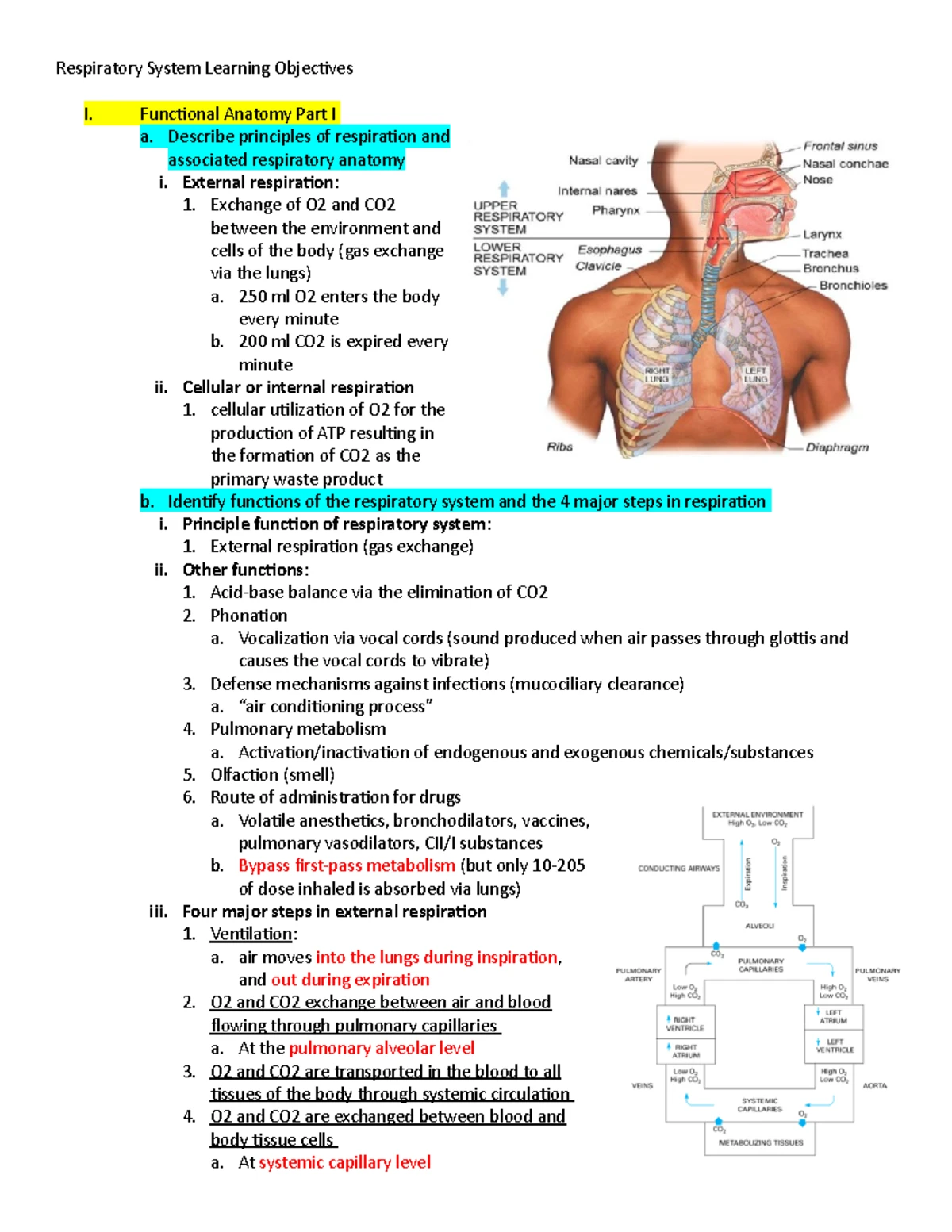 A&P 2 Exam 3 Review - Anatomy Exam 3 Study Guide Tips Learning ...