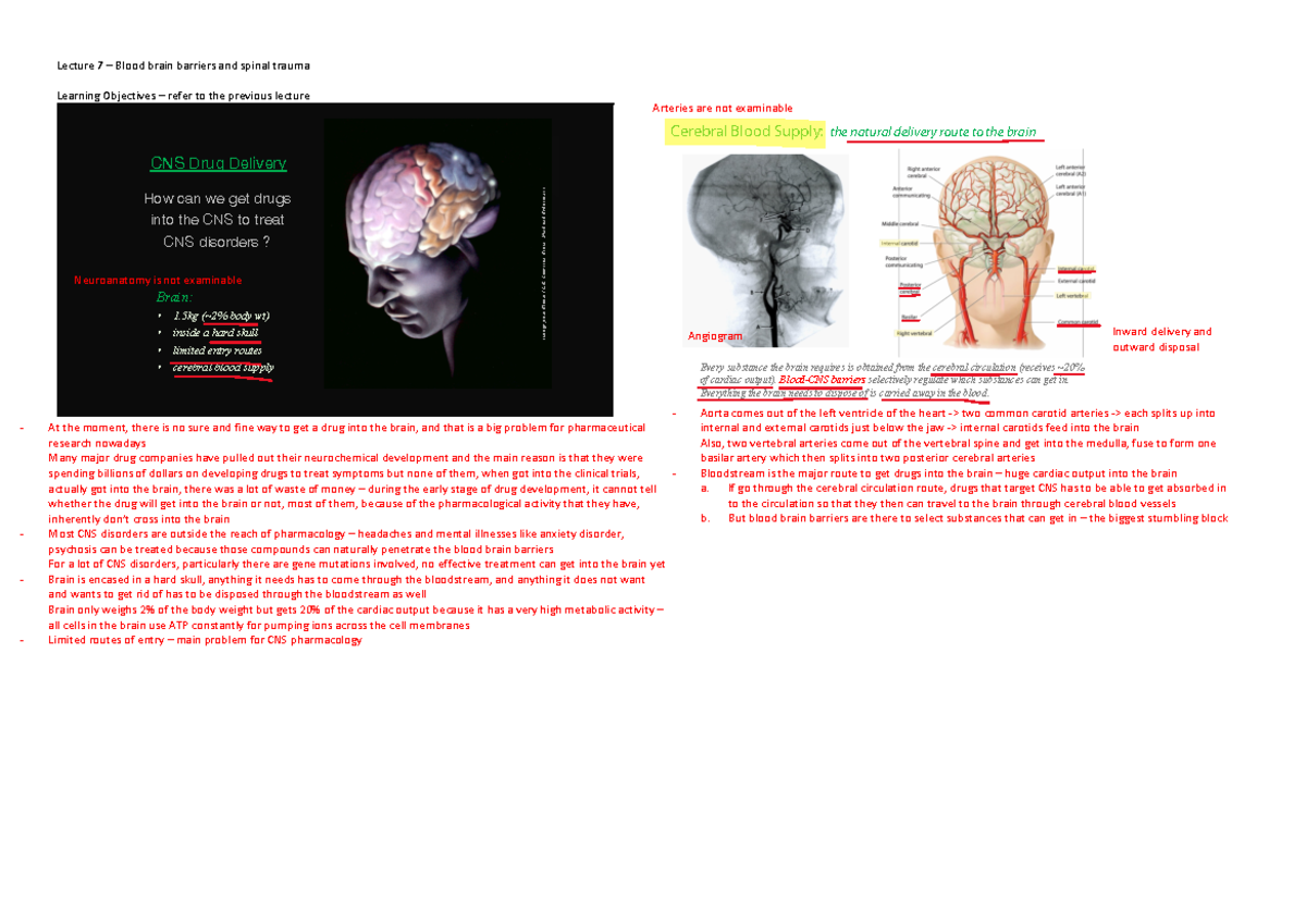 Lecture 7 – CNS Drug Delivery: Blood Brain Barriers & Spinal Trauma ...