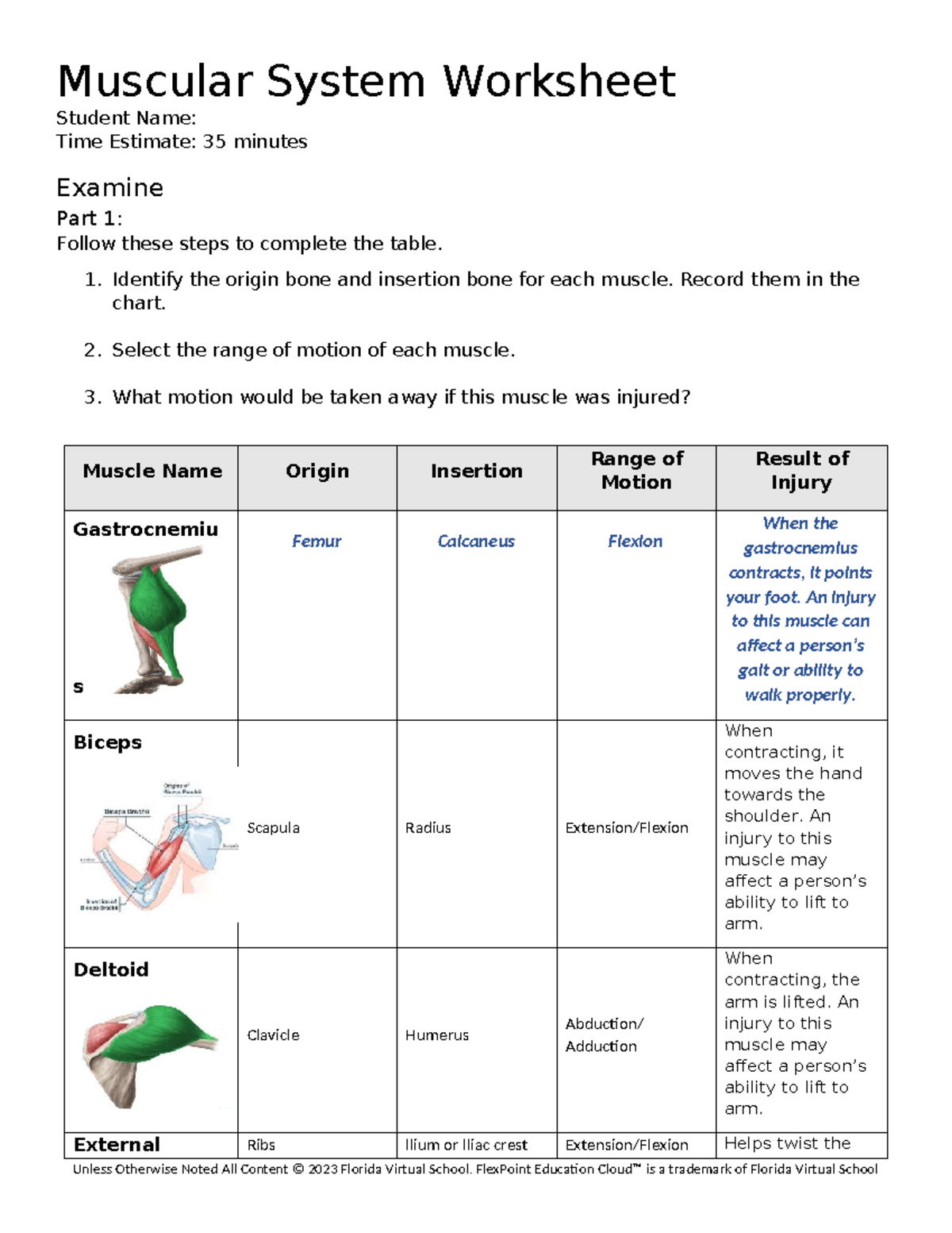 Muscular System Worksheet - Anatomy & Physiology of Muscles 4.02 - Studocu