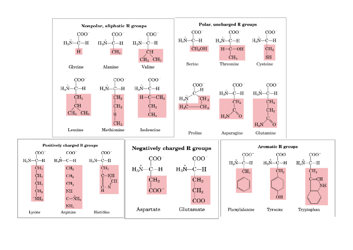 Aminozuren: R Groups Classification and Properties Overview - Studocu