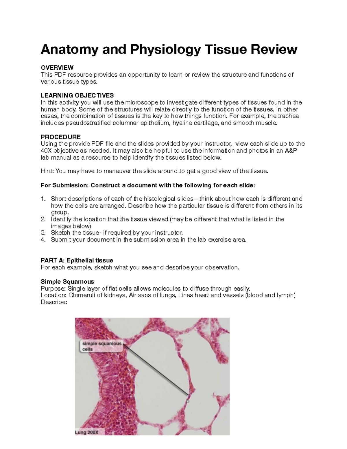 Lab Exercise - A&P Tissue Active Learning 2: Detailed Microscope ...