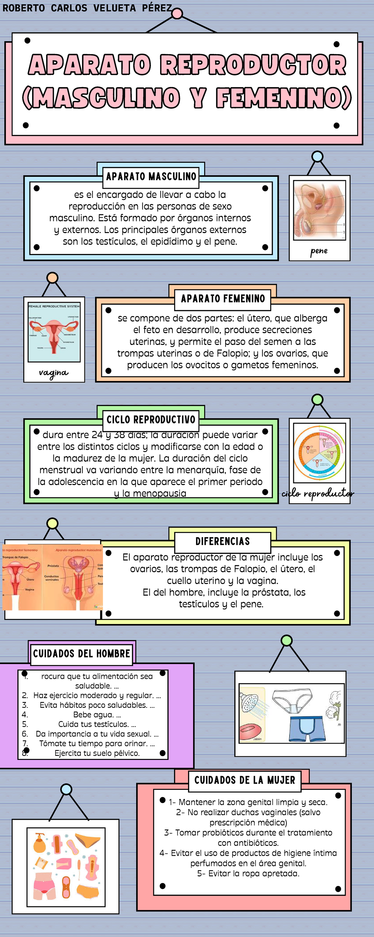 Infografía del Aparato Reproductor Masculino y Femenino - Studocu