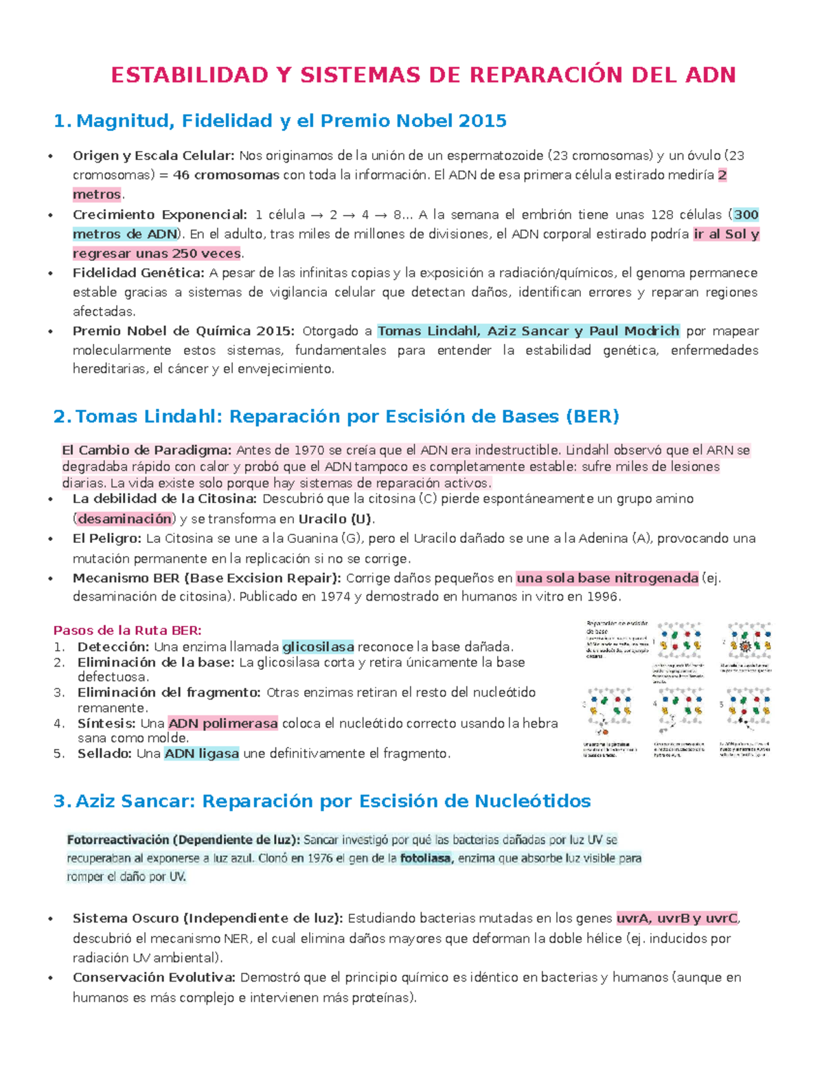 Resumen 2: Estabilidad y Reparación del ADN - Mecanismos y Premios ...