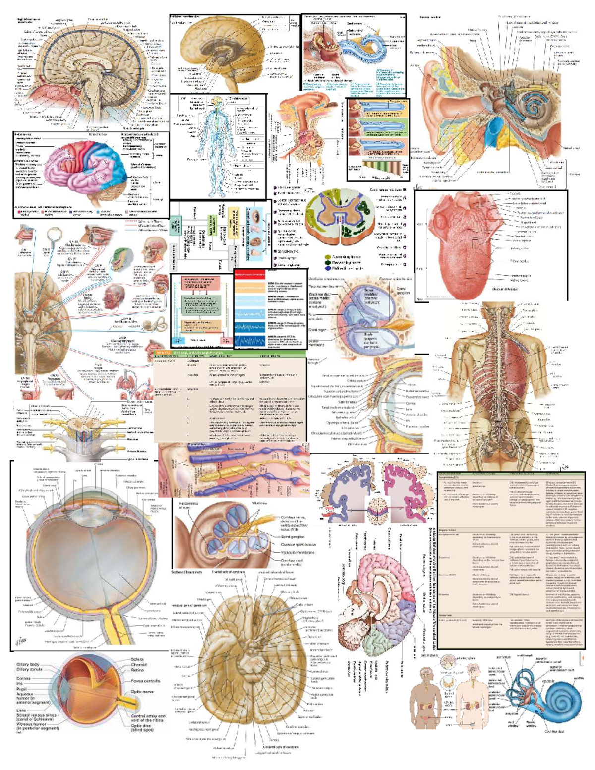 Anatomy 25-26 Season Cheat Sheet for Quick Review - Studocu