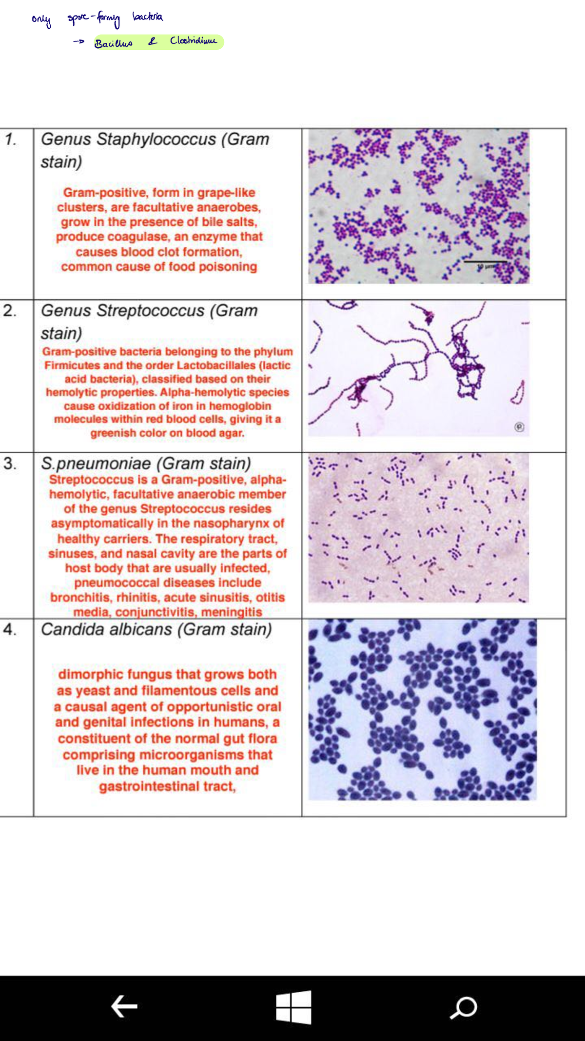 Microbiology Slides with Annotations for Study Purposes - Studocu
