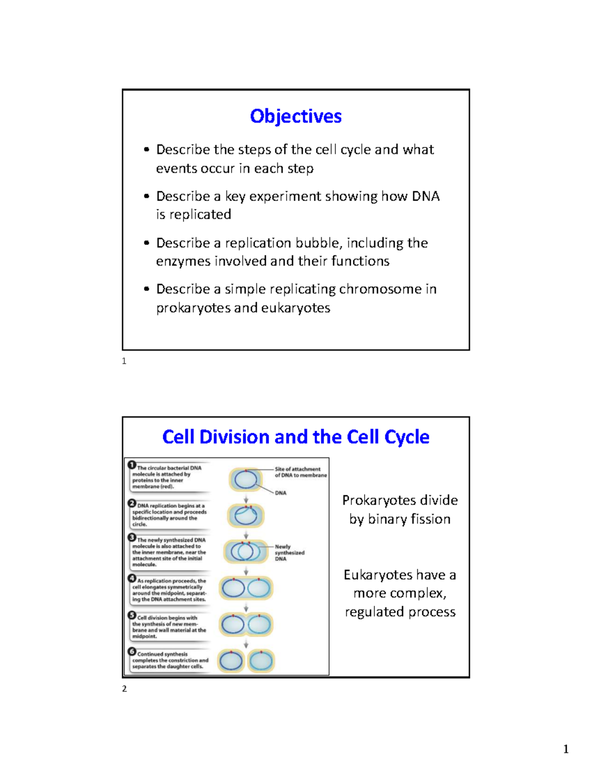 Cell Cycle & DNA Replication Overview - F25 Notes - Studocu