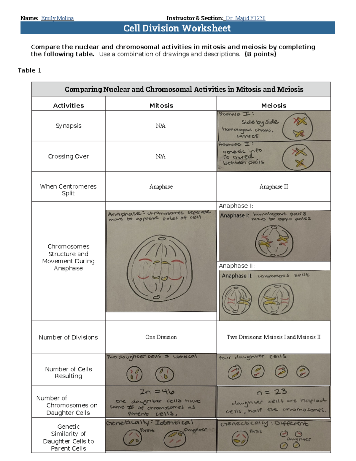 Cell Division Lab - Name: Emily Molina Instructor & Section: Dr. Majid ...