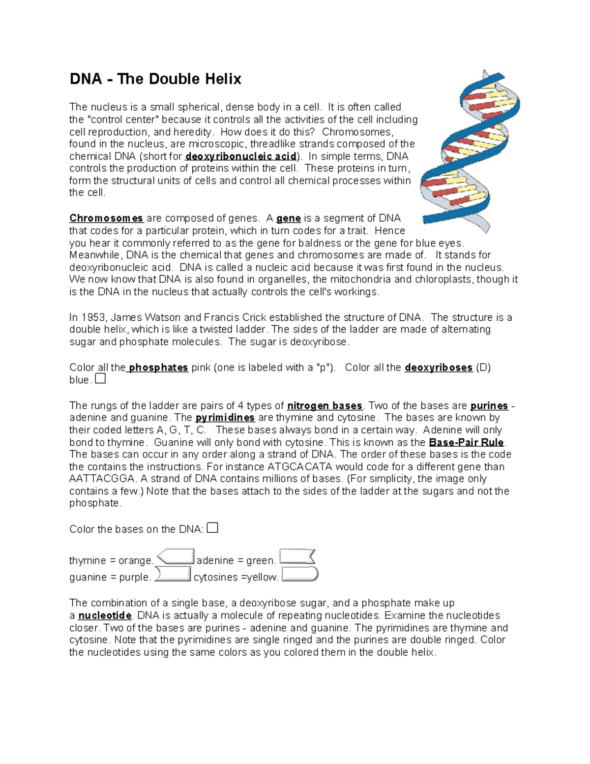 DNA Worksheet: Understanding the Double Helix and Replication - Studocu