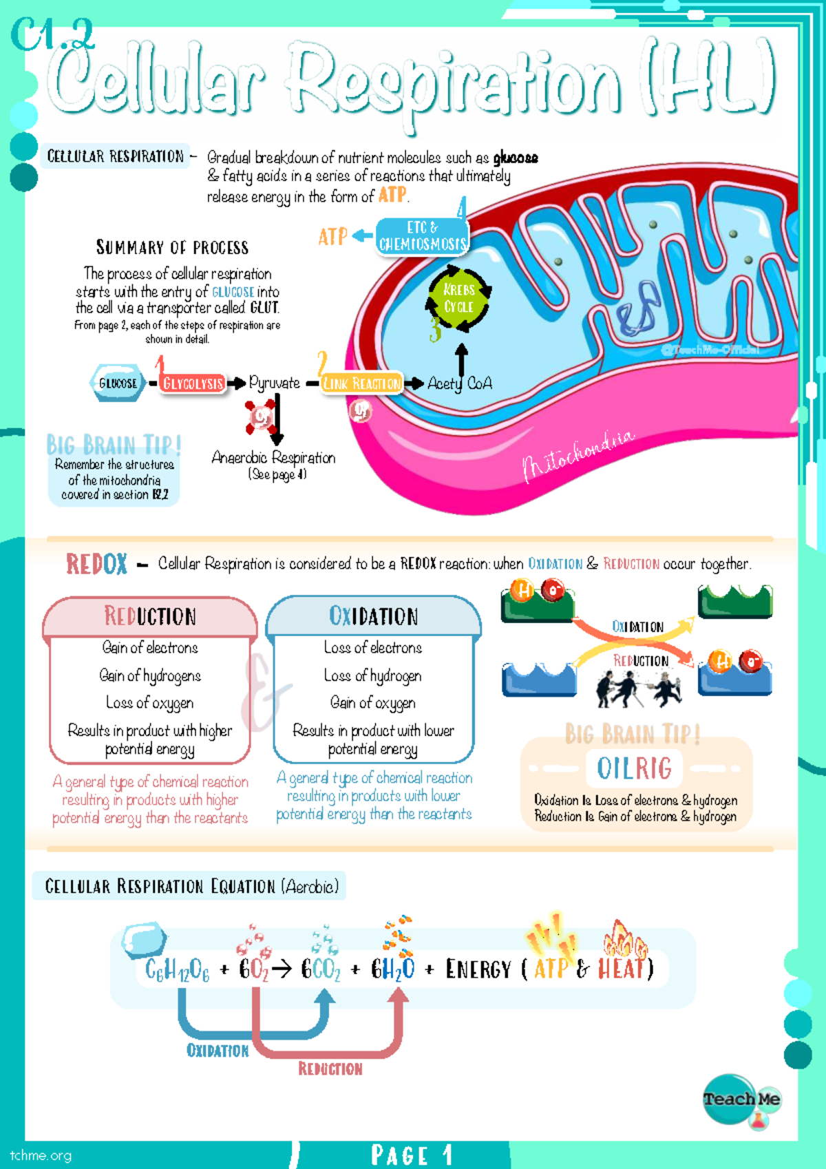 C1.2 Cellular Respiration: Detailed Overview and Key Processes - Studocu