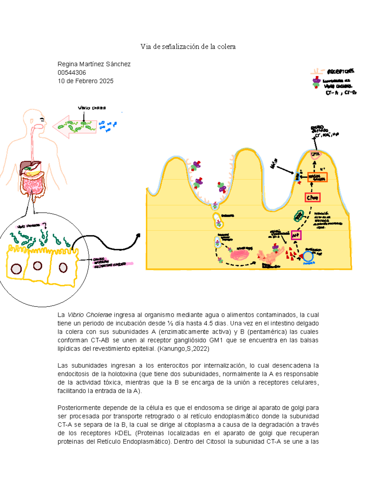 Análisis de la Colera: Vibrio Cholerae y su Mecanismo de Acción - Studocu