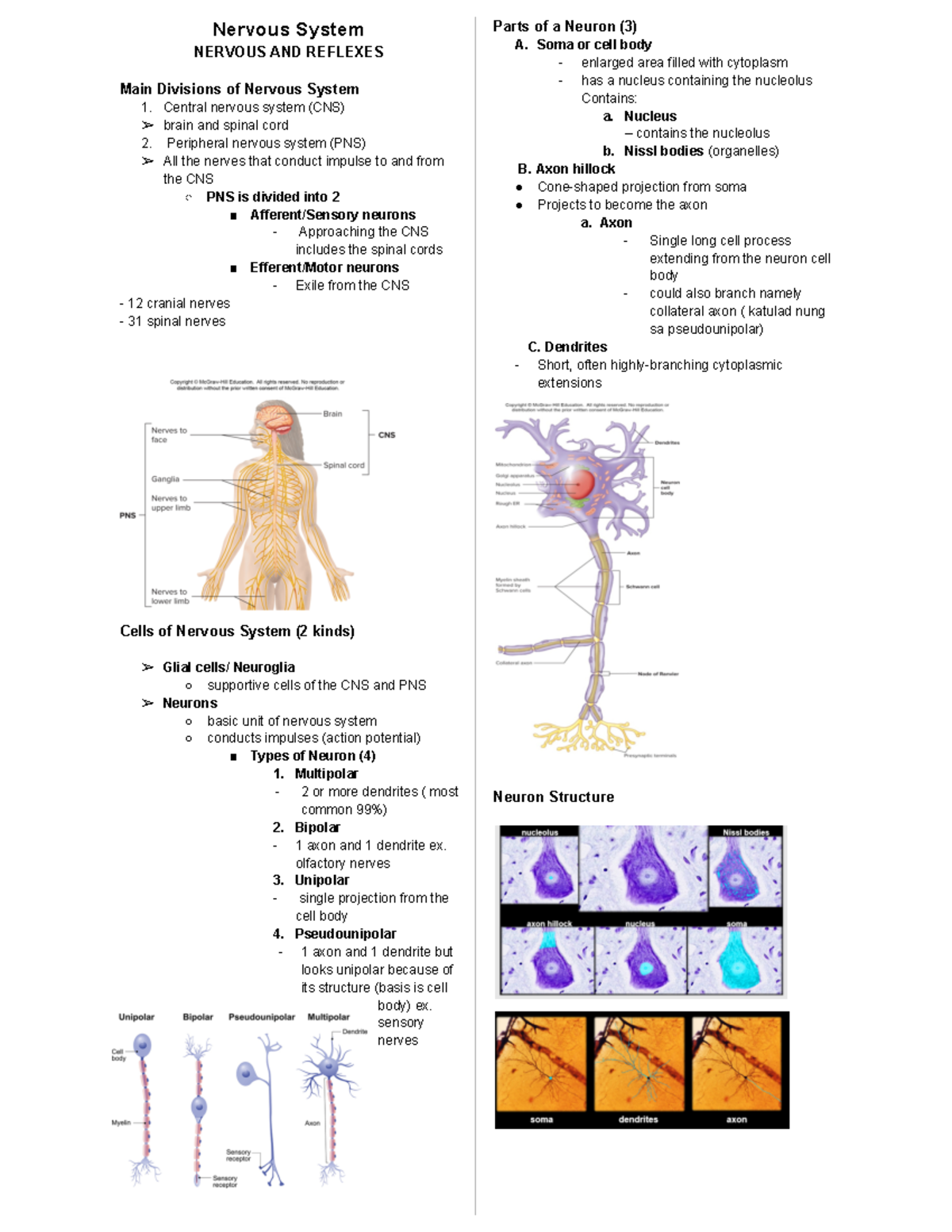 Anatomy-Nervous System - Nervous System NERVOUS AND REFLEXES Main ...