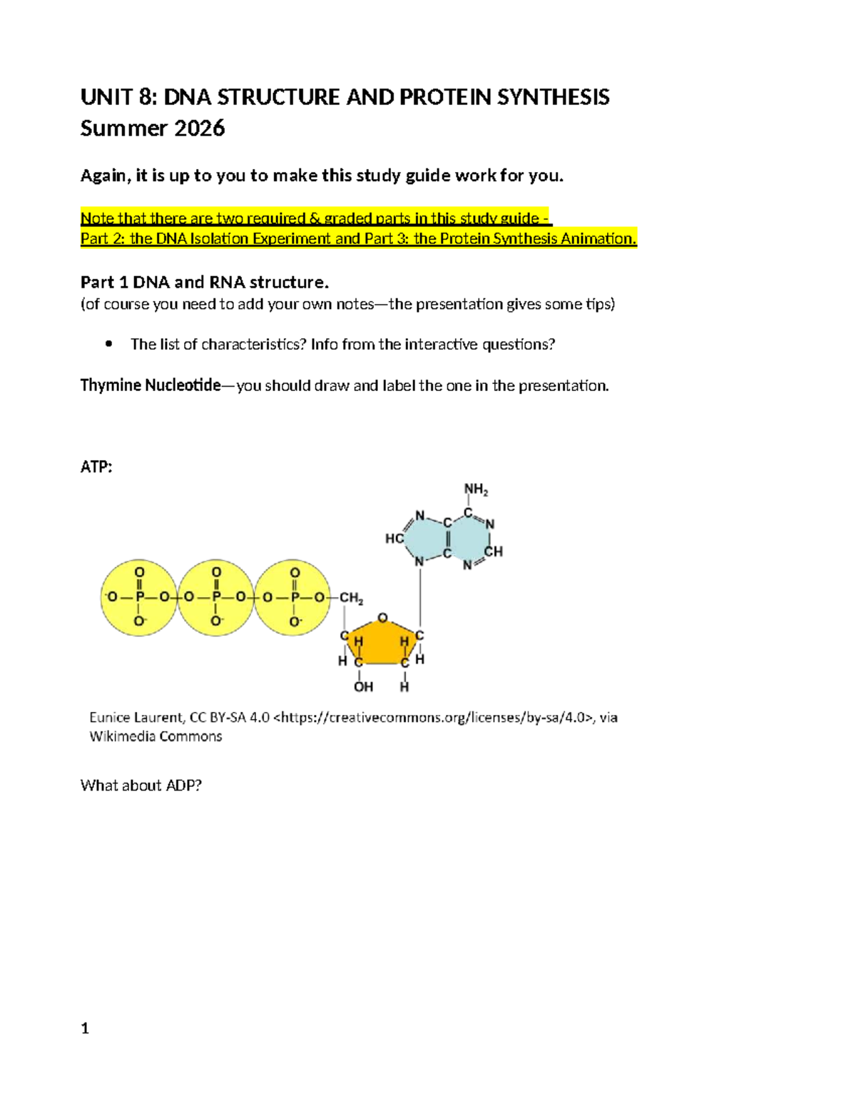 Unit 8 Study Guide: DNA Structure & Protein Synthesis (Summer 2026 ...