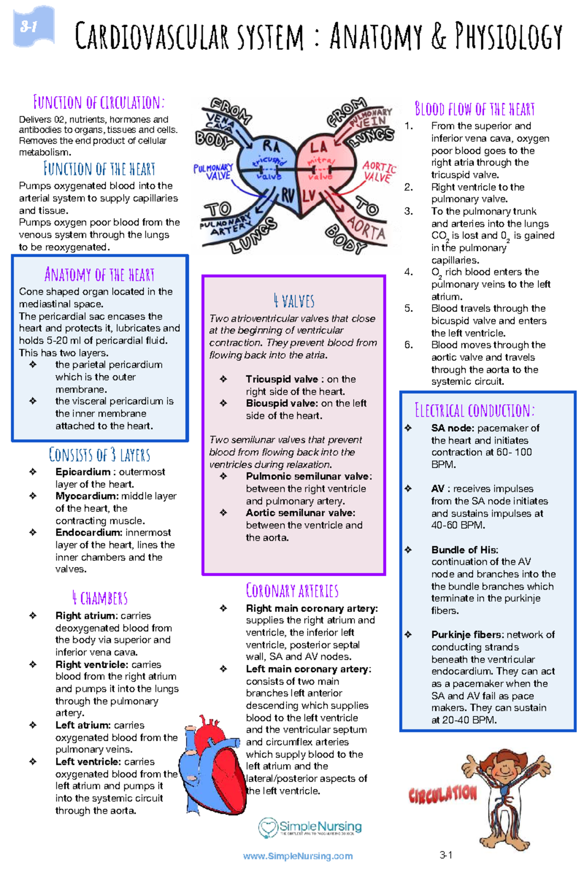 Cardiac Study Guide: Anatomy, Physiology, and Disorders (NUR 101) - Studocu