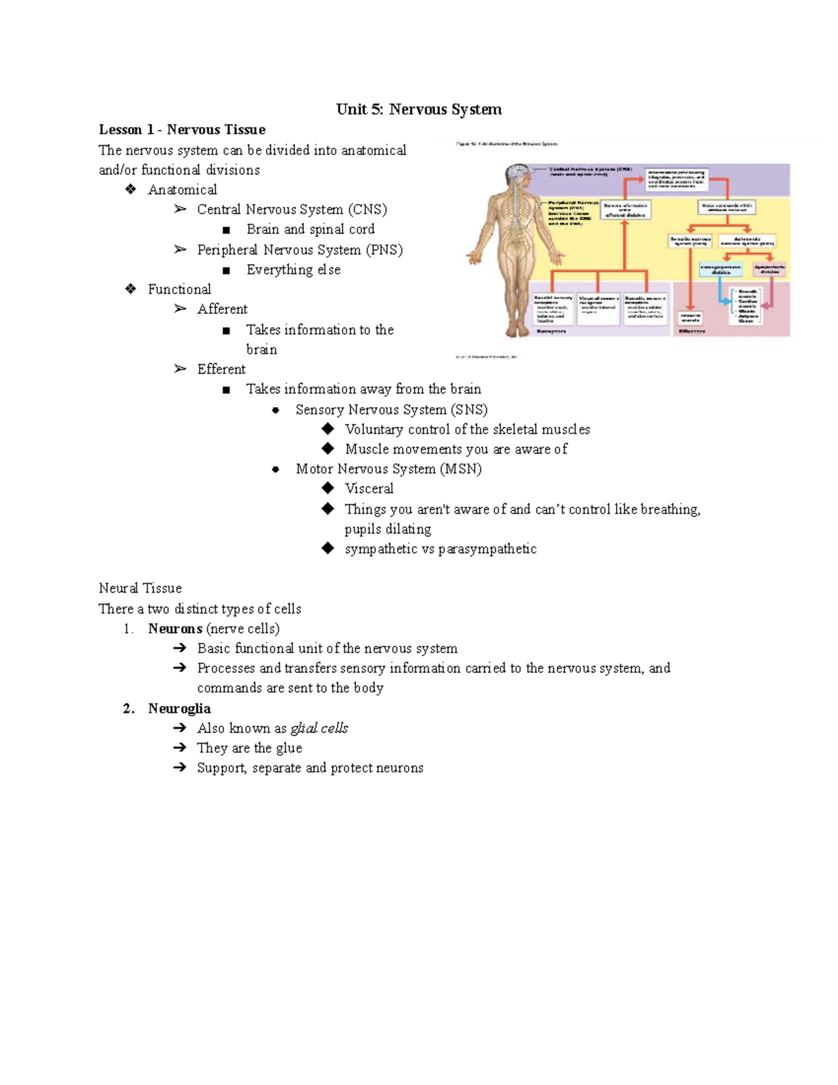Unit 5: Nervous System - Lesson 1 on Nervous Tissue Overview - Studocu