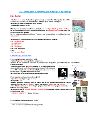 7. Embryo région caudale - Embryologie de la région caudale de l ...