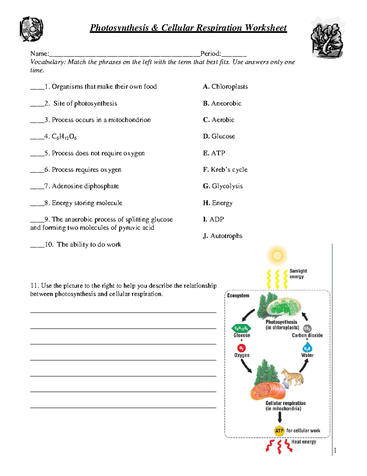 Photosynthesis & Cellular Respiration Worksheet: Vocabulary Match - Studocu