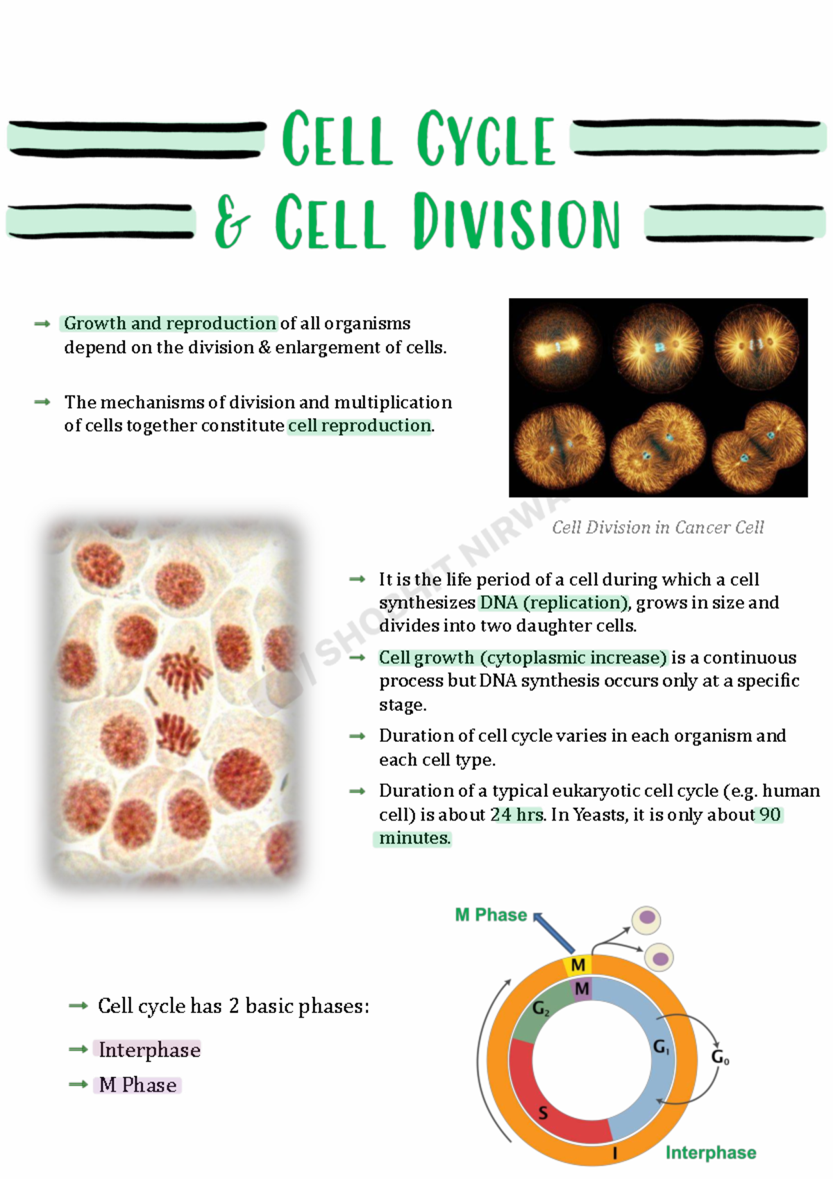 Cell Cycle and Division Mechanisms in Organisms (BIO 101) - Studocu