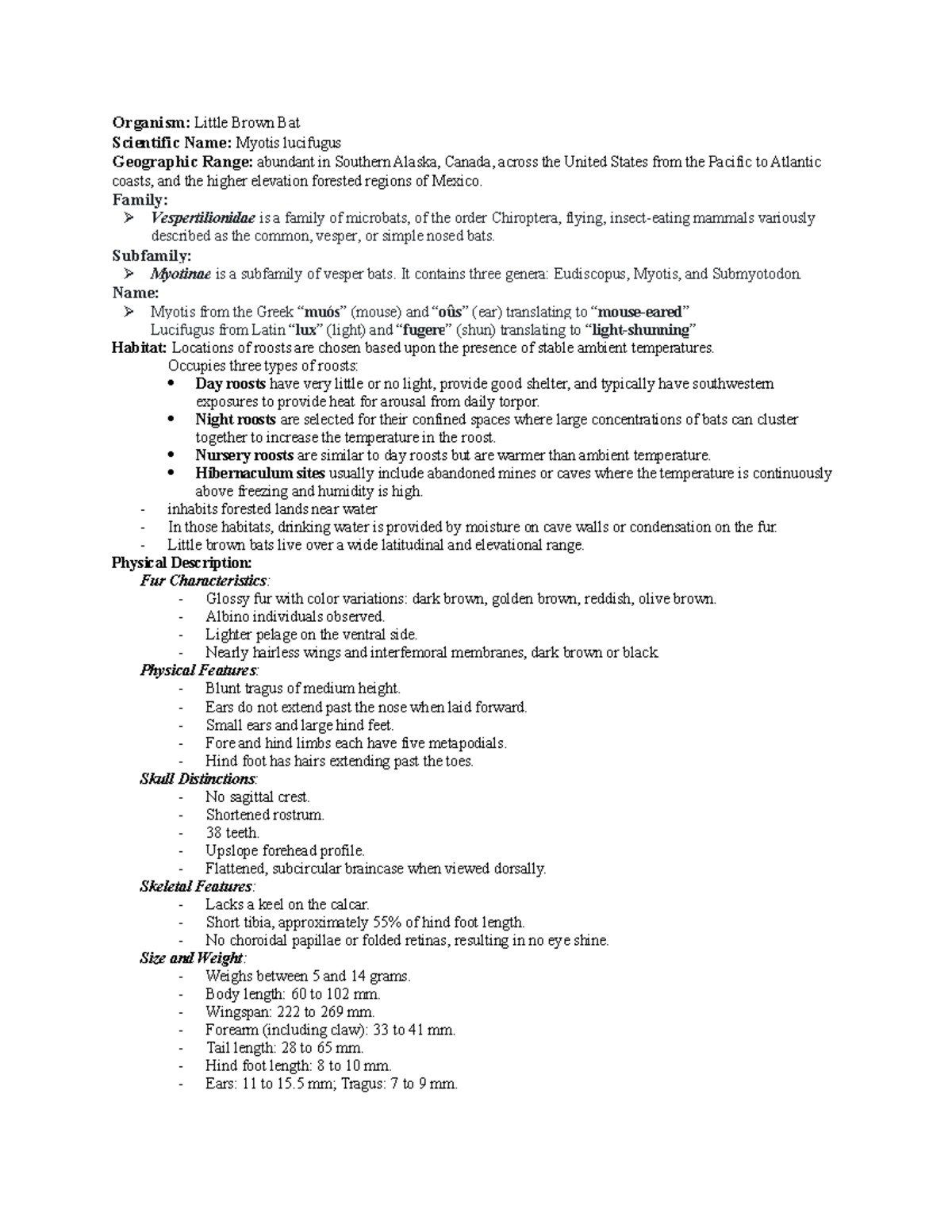 Little Brown Bat - Organism: Little Brown Bat Scientific Name: Myotis ...
