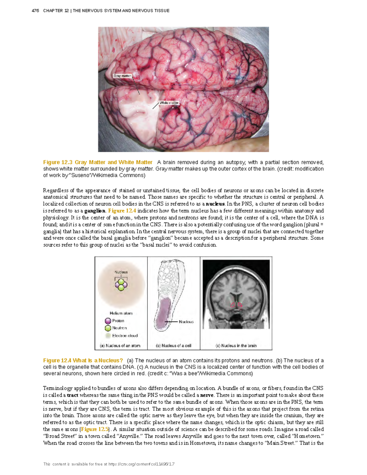 Anatomy-physiology-162 - Figure 12 Gray Matter and White Matter A brain ...