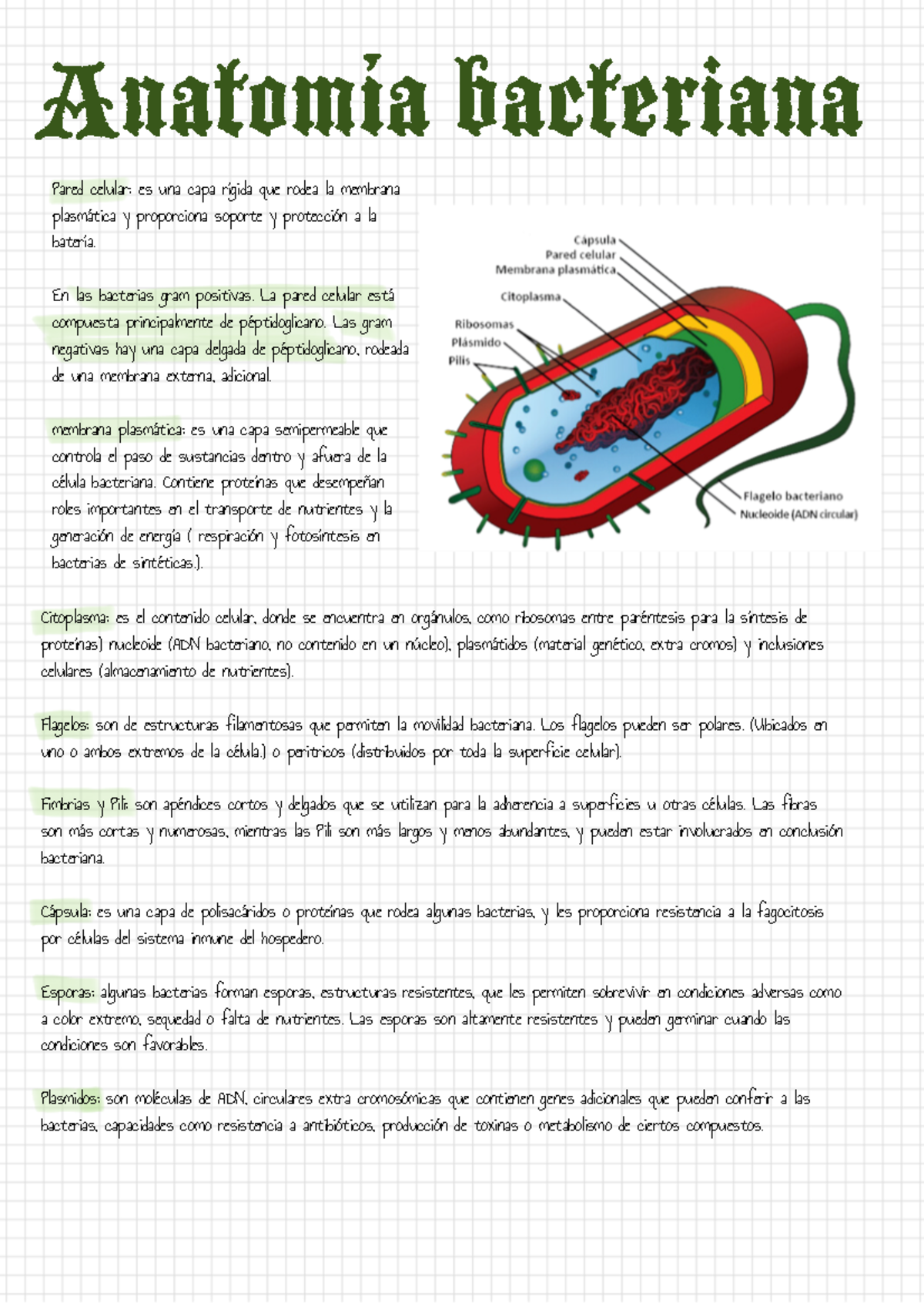 Anatomía bacteriana - Anatomía bacteriana Pared celular: es una capa ...