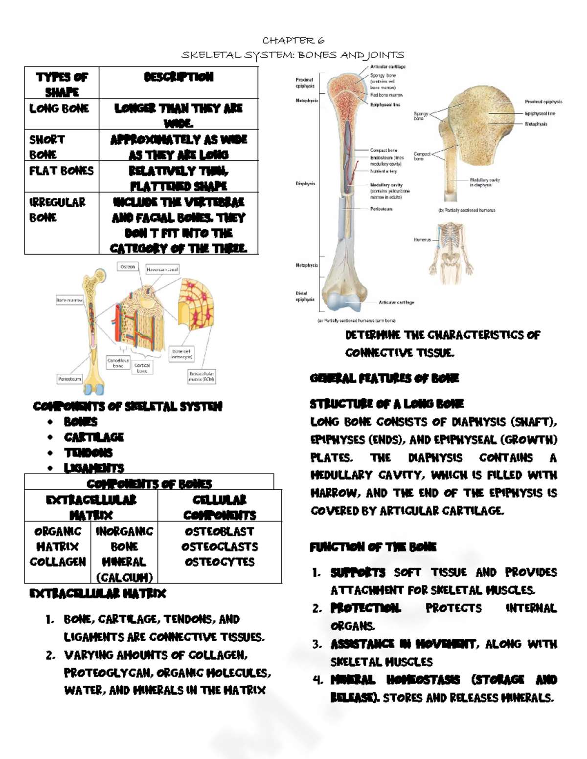 CHAPTER 6 SKELETAL SYSTEM: TYPES, FUNCTIONS, AND STRUCTURE OF BONES - Studocu