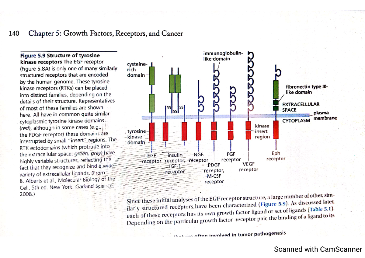 Cam Scanner 10-22-2024 15 - 140 Chapter 5: Growth Factors, Receptors ...