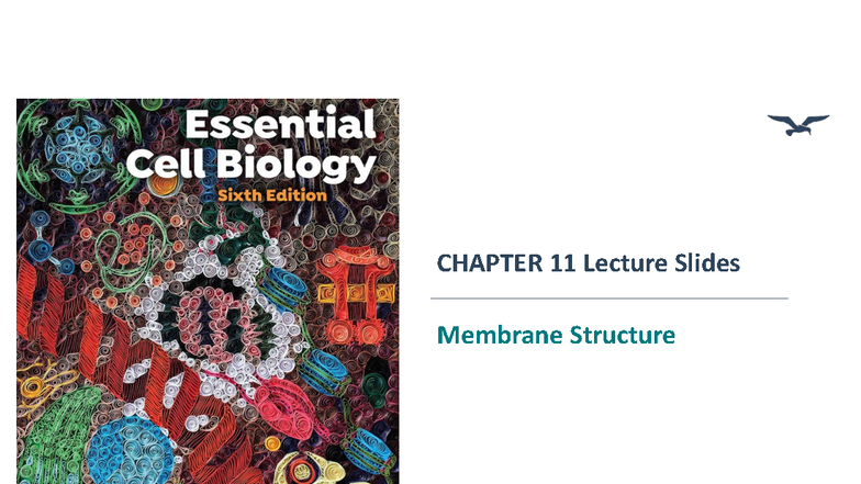 BIO2120 Lecture: Chapter 11 - Membrane Structure & Functions - Studocu