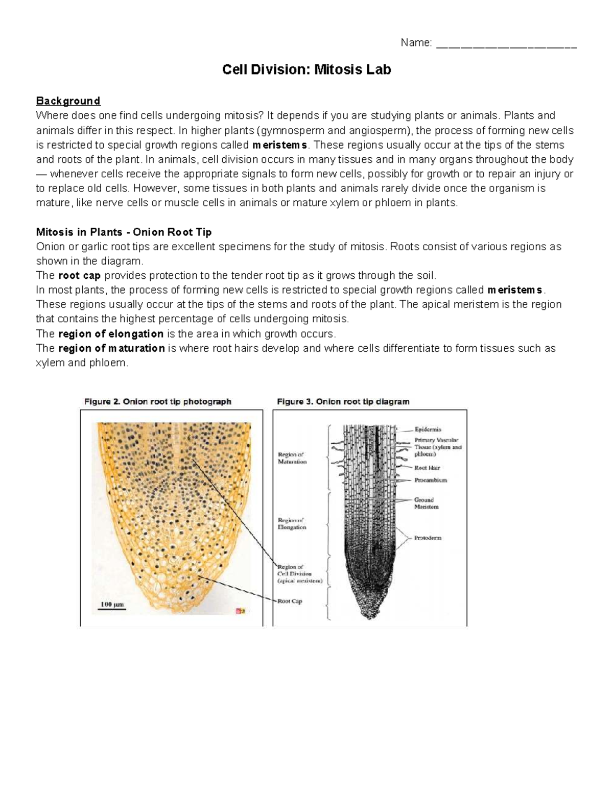 Mitosis Lab Analysis: AP Biology - Cell Division Study - Studocu