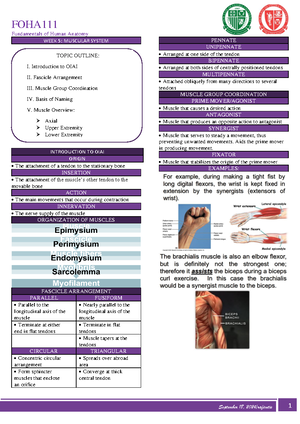 BRS Gross Highyield Topics.docx - Google Docs - ABDOMEN The inguinal triangle is bounded by the ...