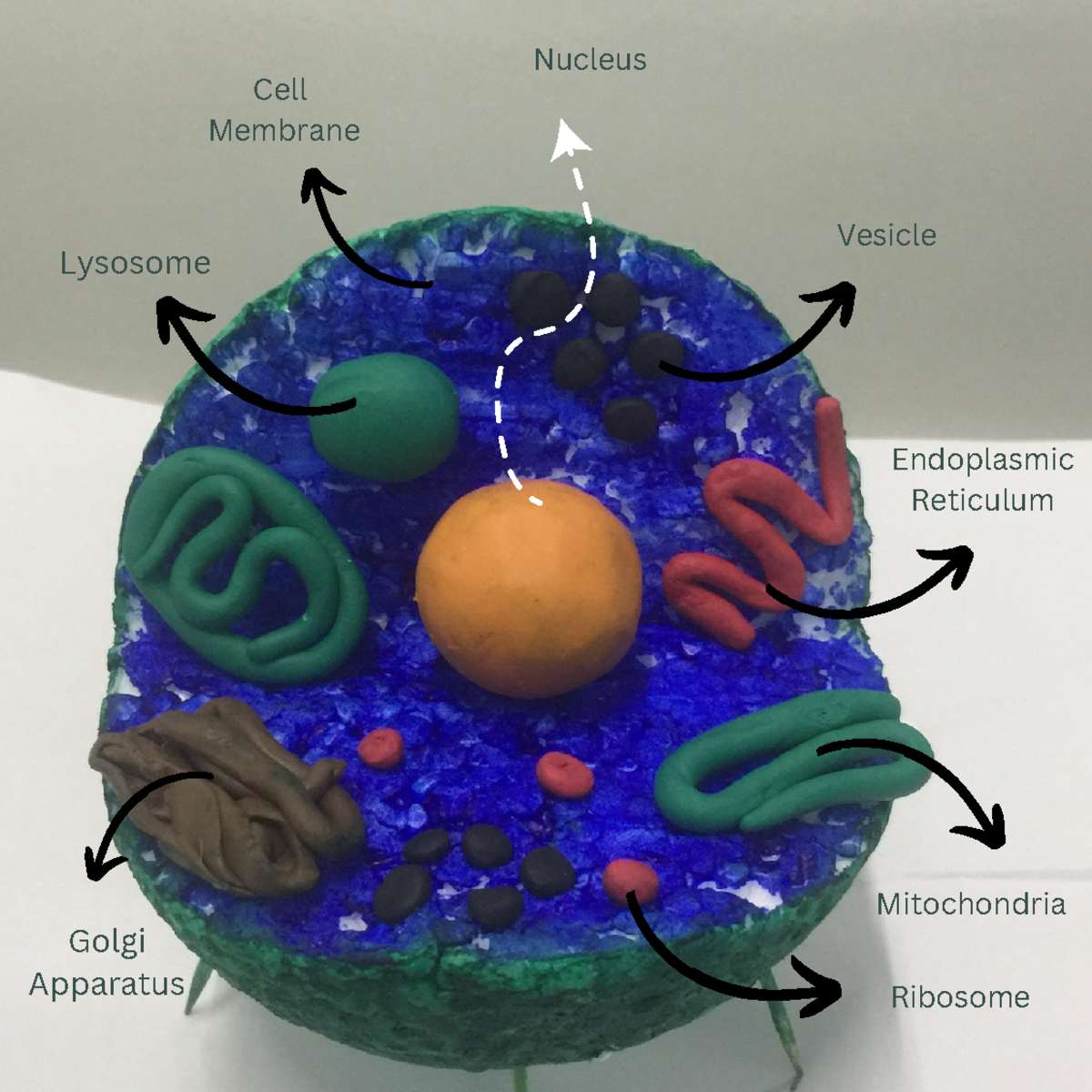 Cell Body - cell body - General Biology I - Cell Membrane Lysosome ...