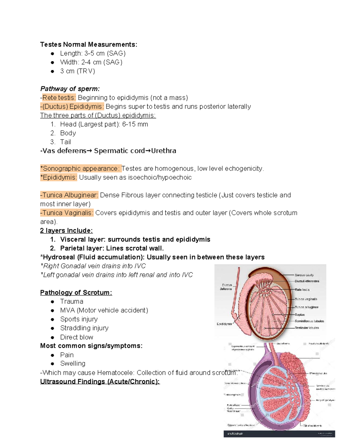 Scrotal Pathologies & Sonographic Characteristics: A Clinical Overview ...