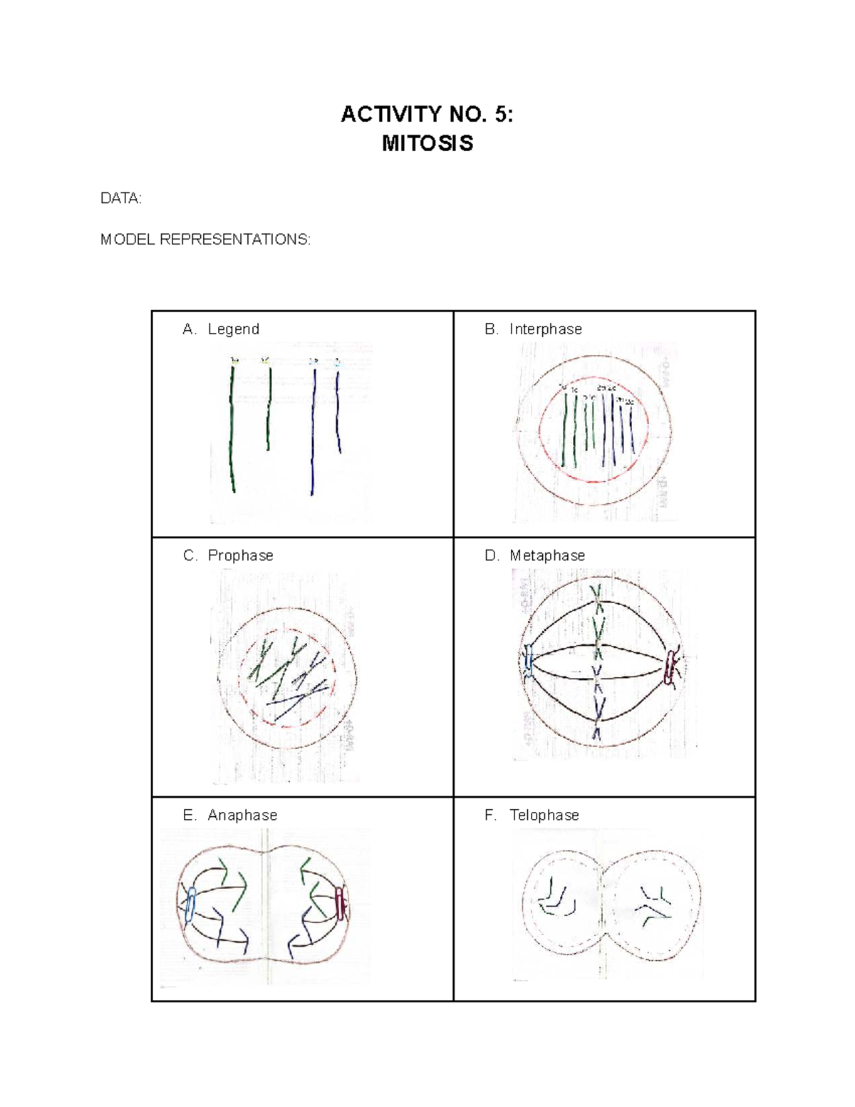 Genetics Lab Activity: Mitosis in Allium cepa L. (Activity No. 5) - Studocu