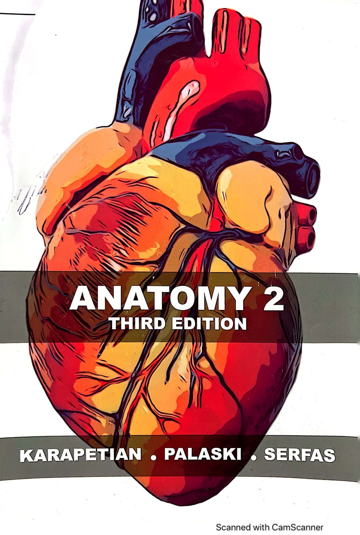 Anatomy 2 Lab Manual: Heart and Ear Structures Overview - Studocu