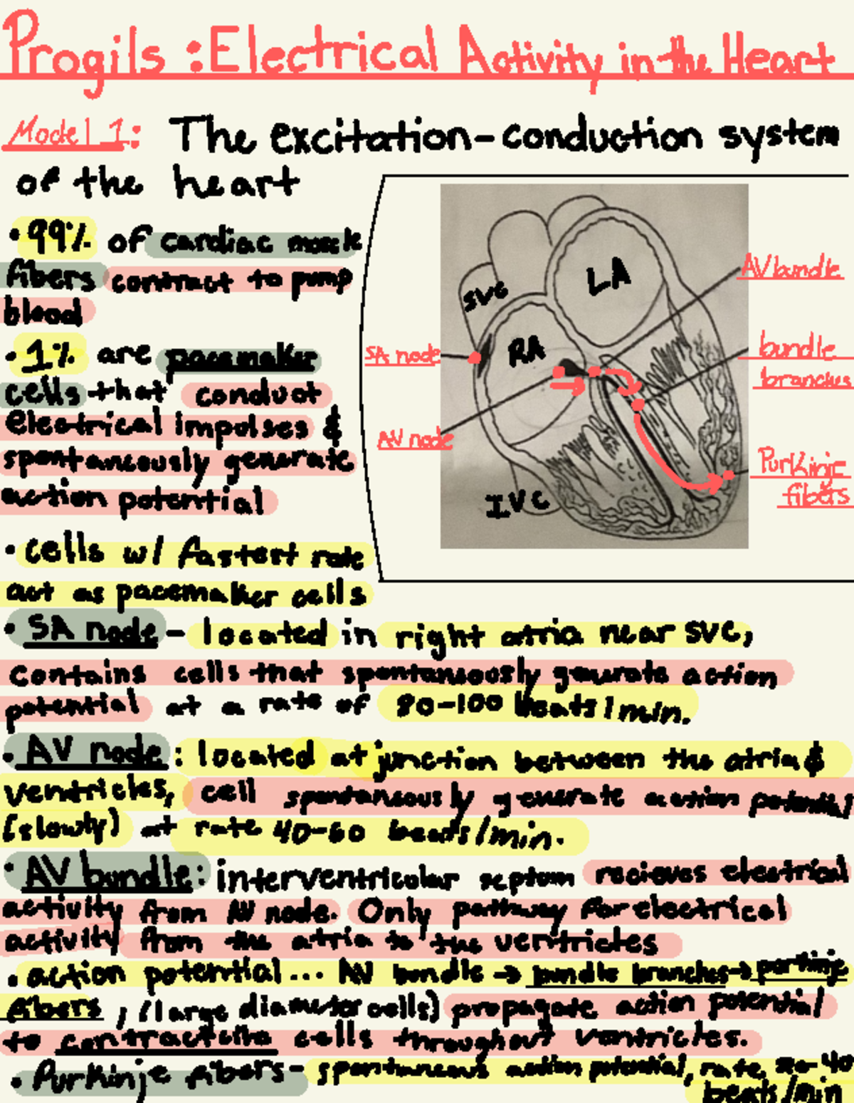 **HEART 101: Electrical Activity and Conduction System Study Notes ...