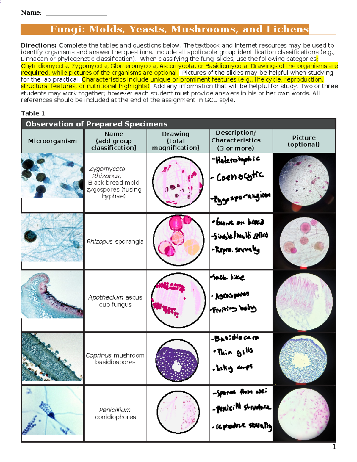 Fungi Lab Worksheet - Molds, Yeasts, and Mushrooms Observations - Studocu
