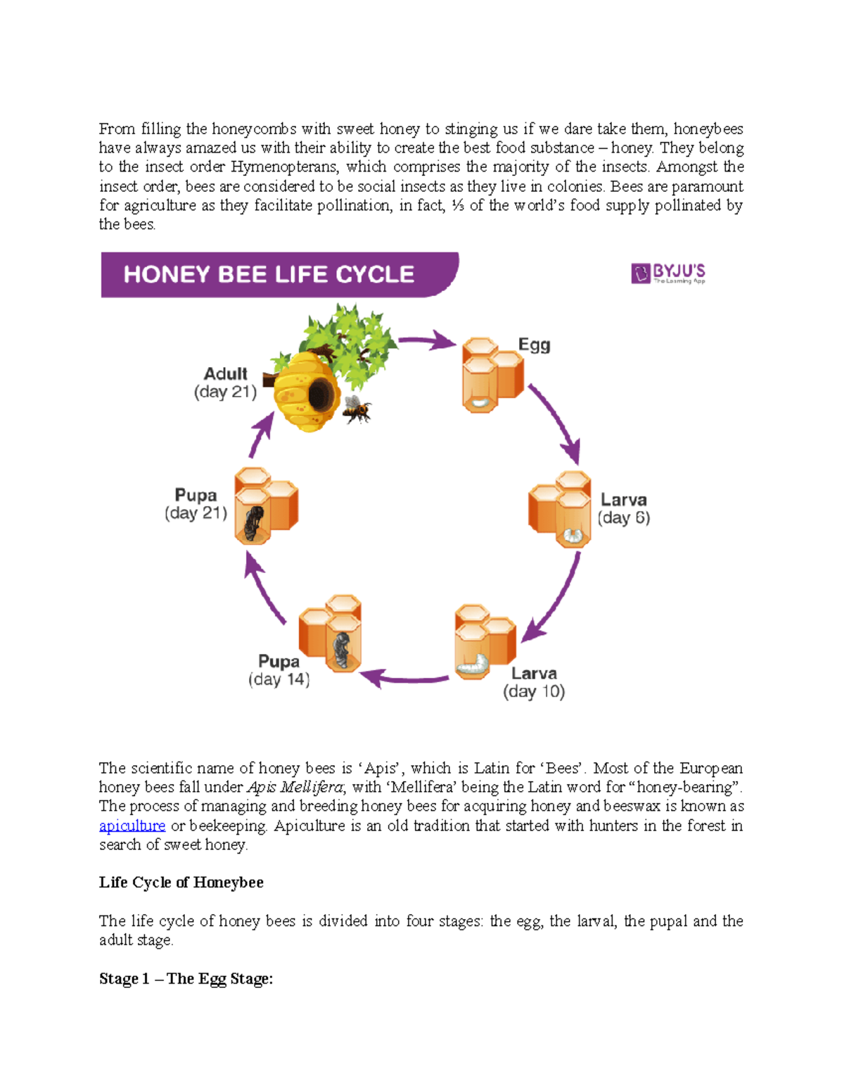 Worker Bee Life Cycle Diagram
